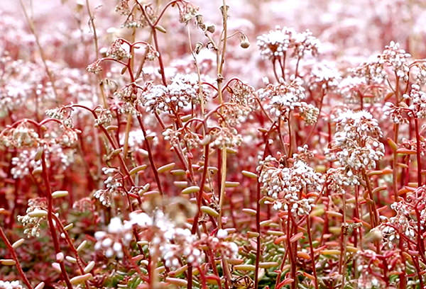 Green Roof Canopies: How to Maintain a Sedum Roof - Structures